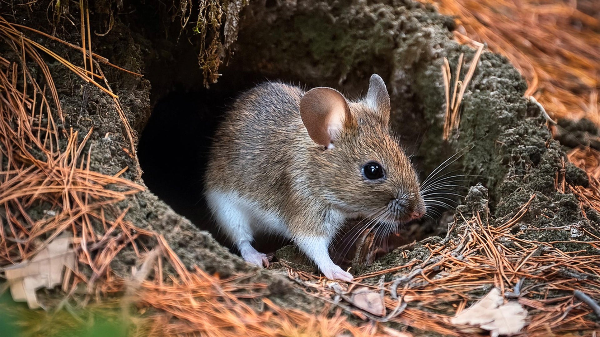 BUG NETS AREN'T JUST FOR BUGS – PEAX Equipment