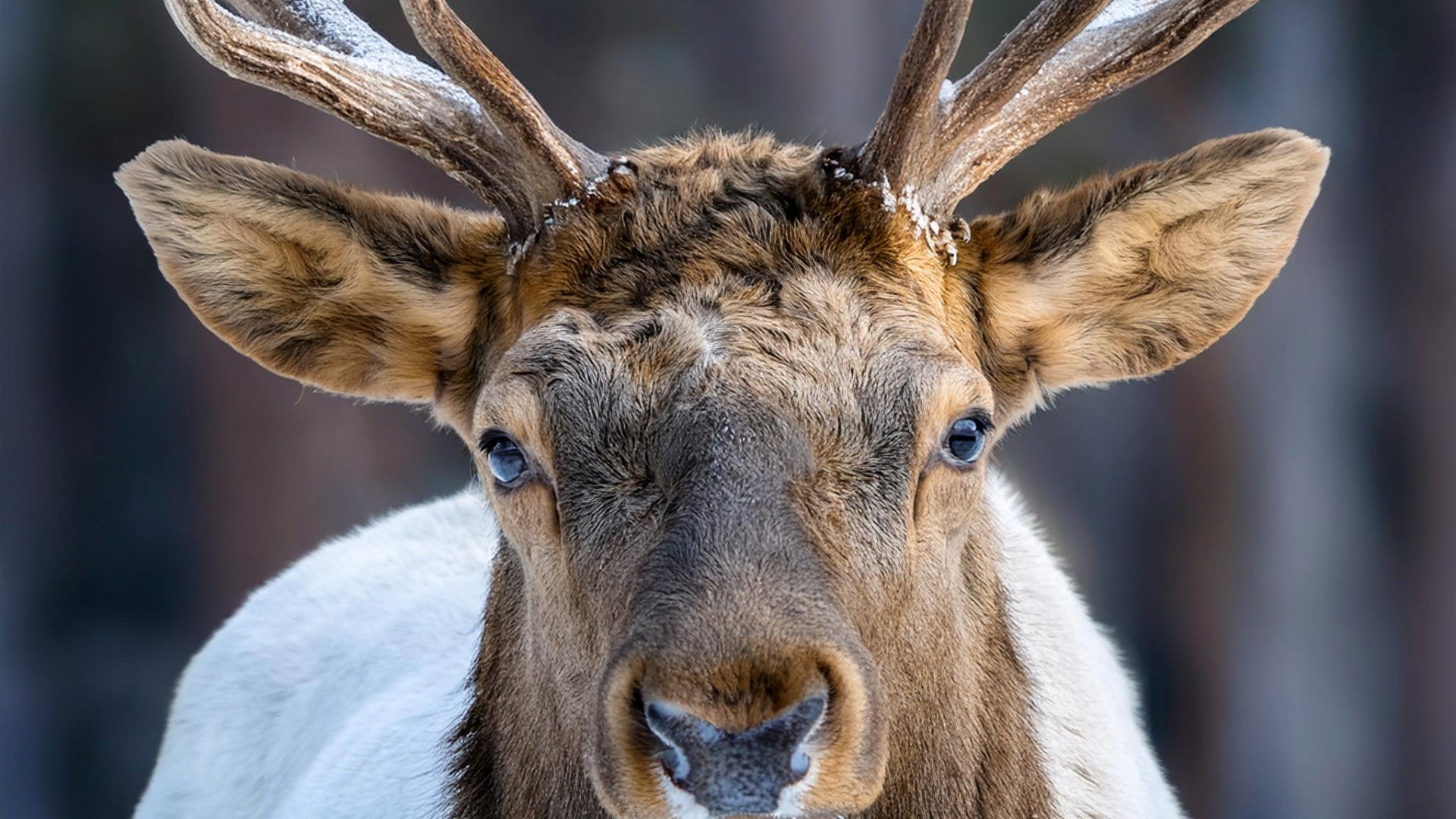 HOW UNGULATES SEE: WHY RED LIGHT IS INVISIBLE – PEAX Equipment